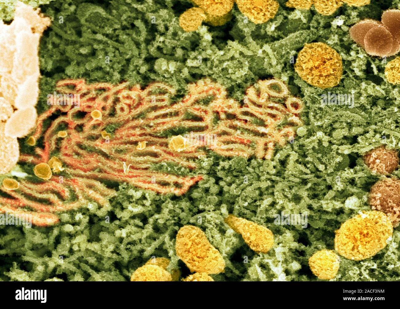 Endoplasmic reticulum. Coloured scanning electron micrograph (SEM) of ...