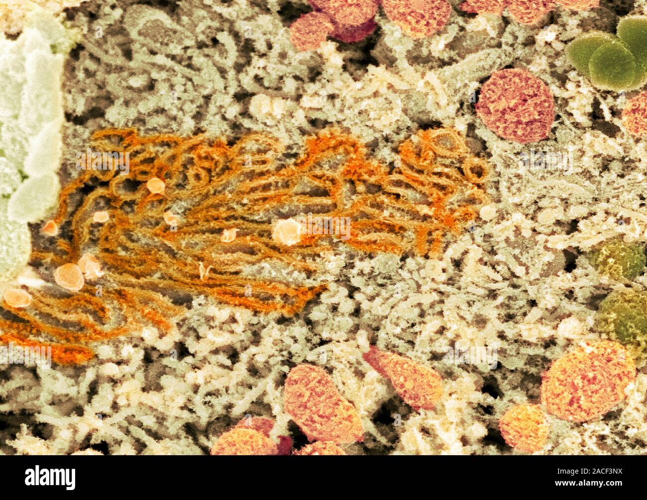 Endoplasmic reticulum. Coloured scanning electron micrograph (SEM) of ...