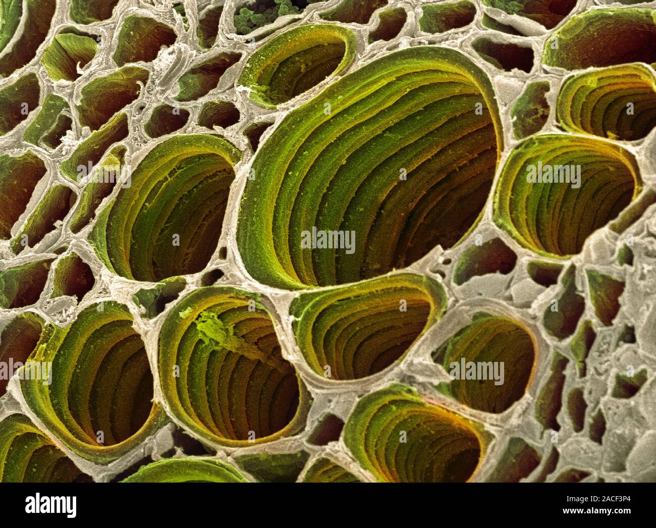 Xylem plant cells. Coloured scanning electron micrograph (SEM) of xylem ...