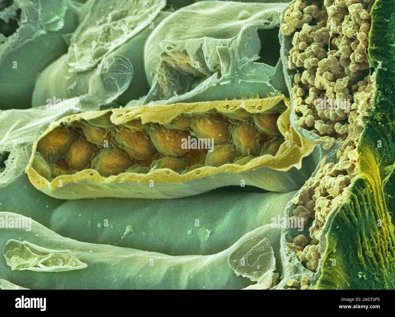 Leaf Section Coloured Scanning Electron Micrograph Sem Of A Section Through A Fractured Leaf