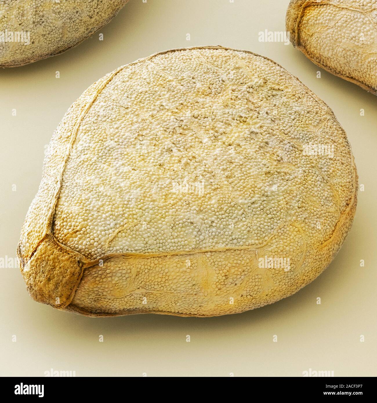 Natural sesame seed. Coloured scanning electron micrograph (SEM) of a ...