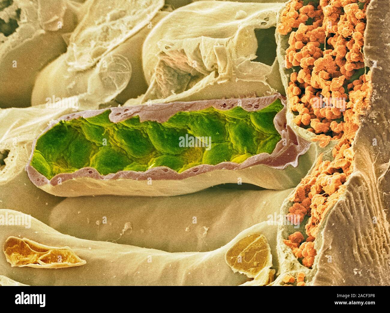 Leaf Section Coloured Scanning Electron Micrograph Sem Of A Section Through A Fractured Leaf