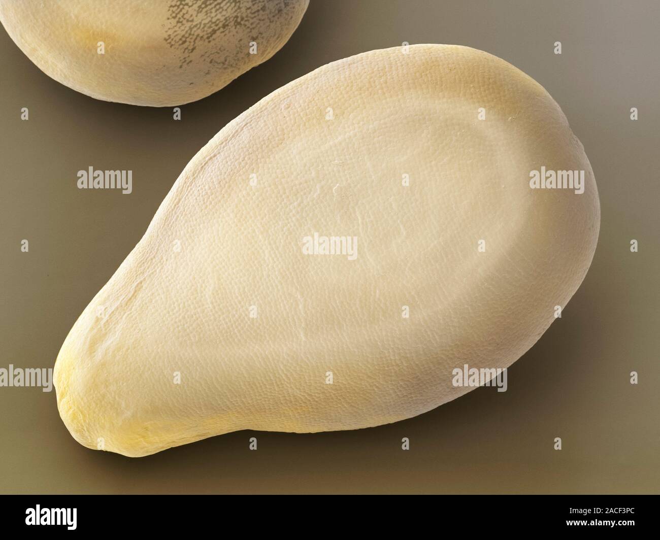 Hulled sesame seed. Coloured scanning electron micrograph (SEM) of a ...