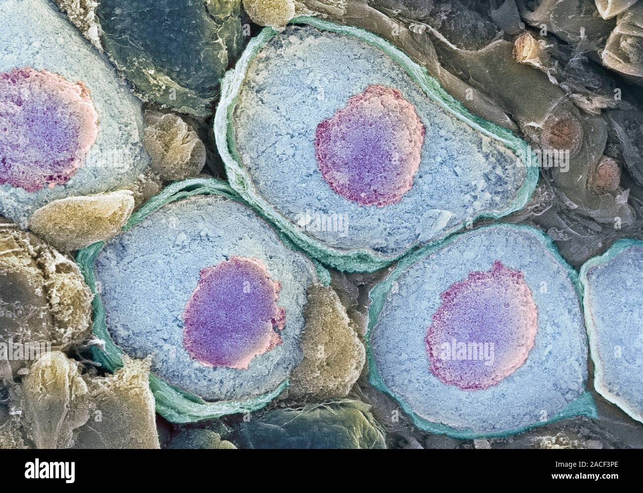Nerve cells. Coloured scanning electron micrograph (SEM) of a section ...
