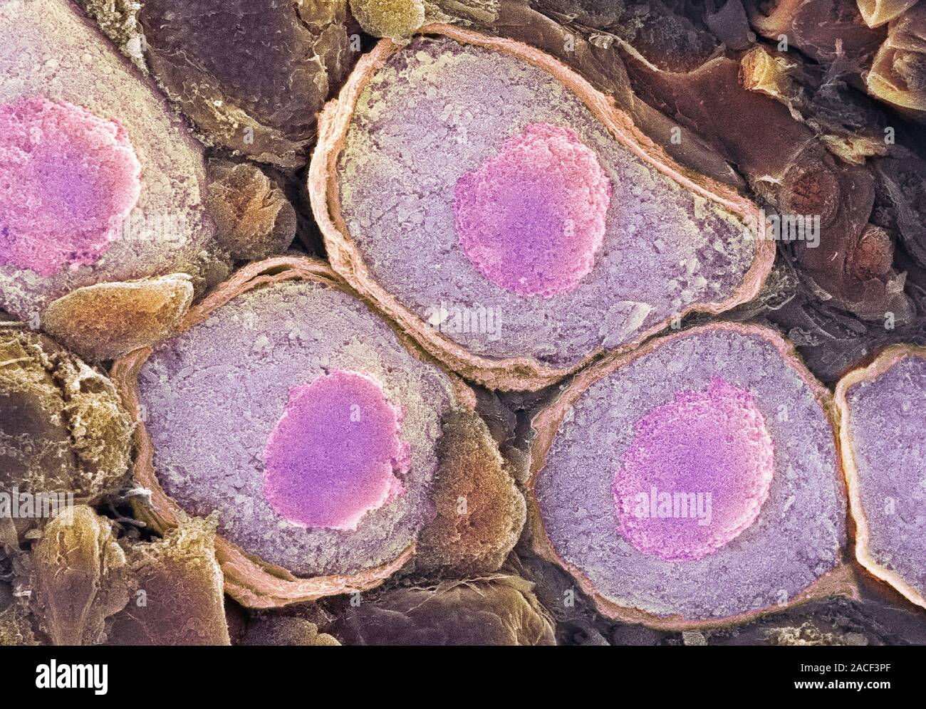 Nerve cells. Coloured scanning electron micrograph (SEM) of a section ...