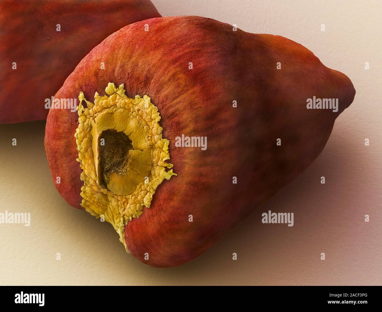 Annatto seed. Coloured scanning electron micrograph (SEM) of the seed ...