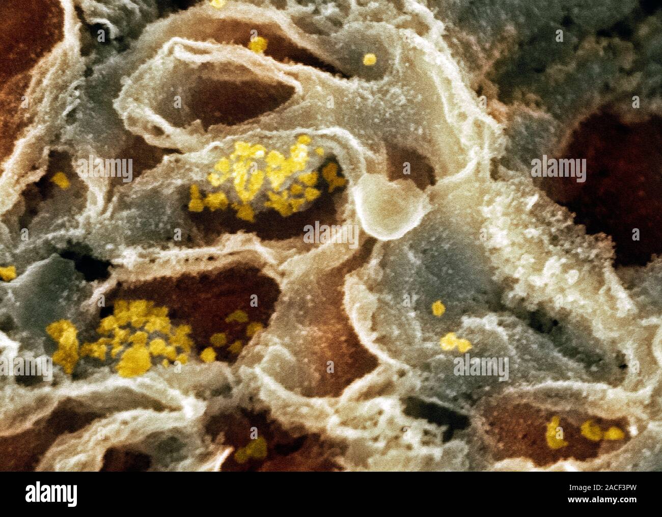 Synapse nerve junctions. Coloured scanning electron micrograph (SEM) of ...