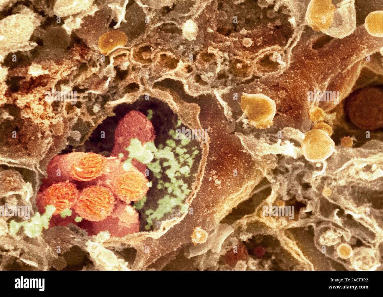 Synapse nerve junctions. Coloured scanning electron micrograph (SEM) of ...