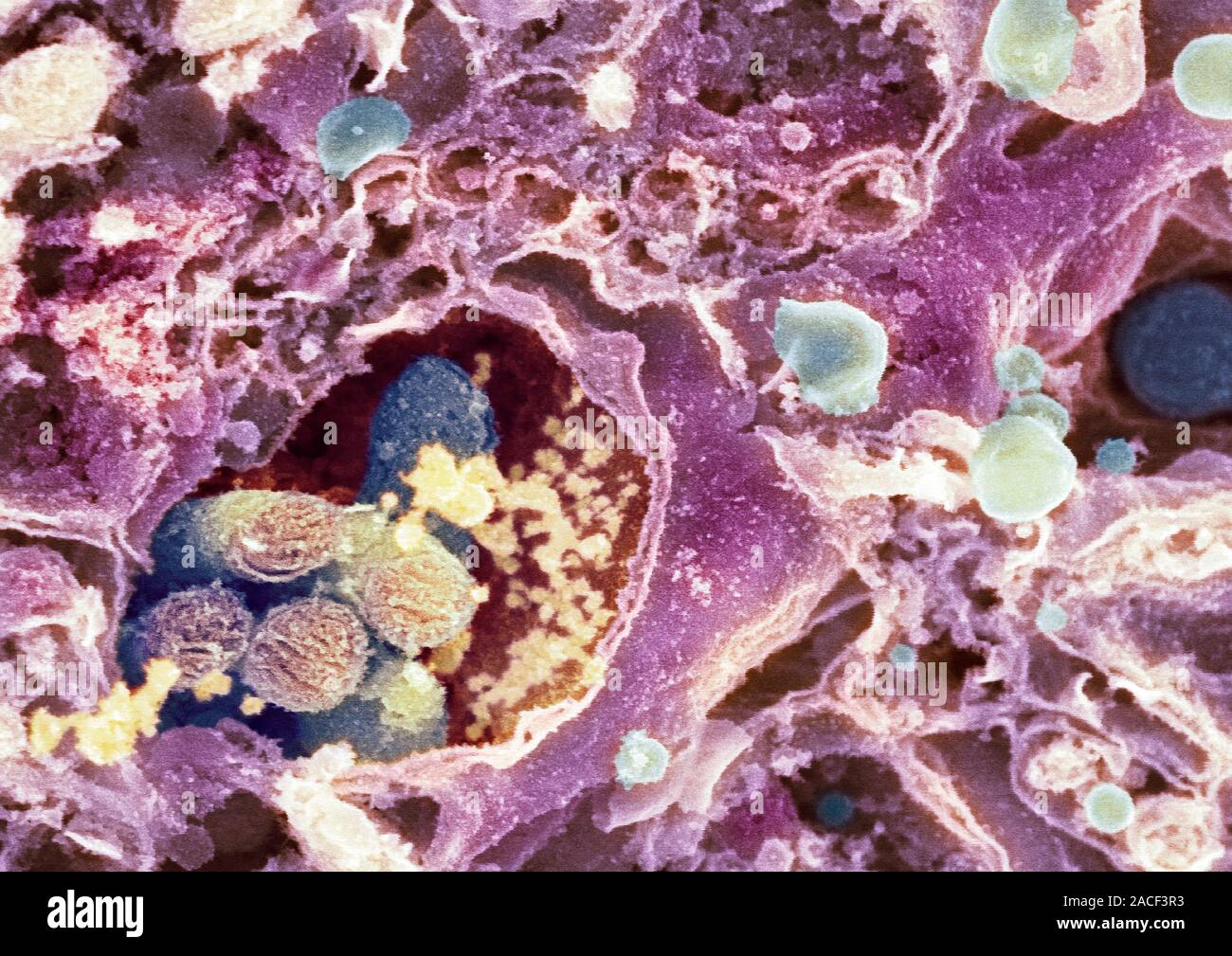 Synapse nerve junctions. Coloured scanning electron micrograph (SEM) of ...