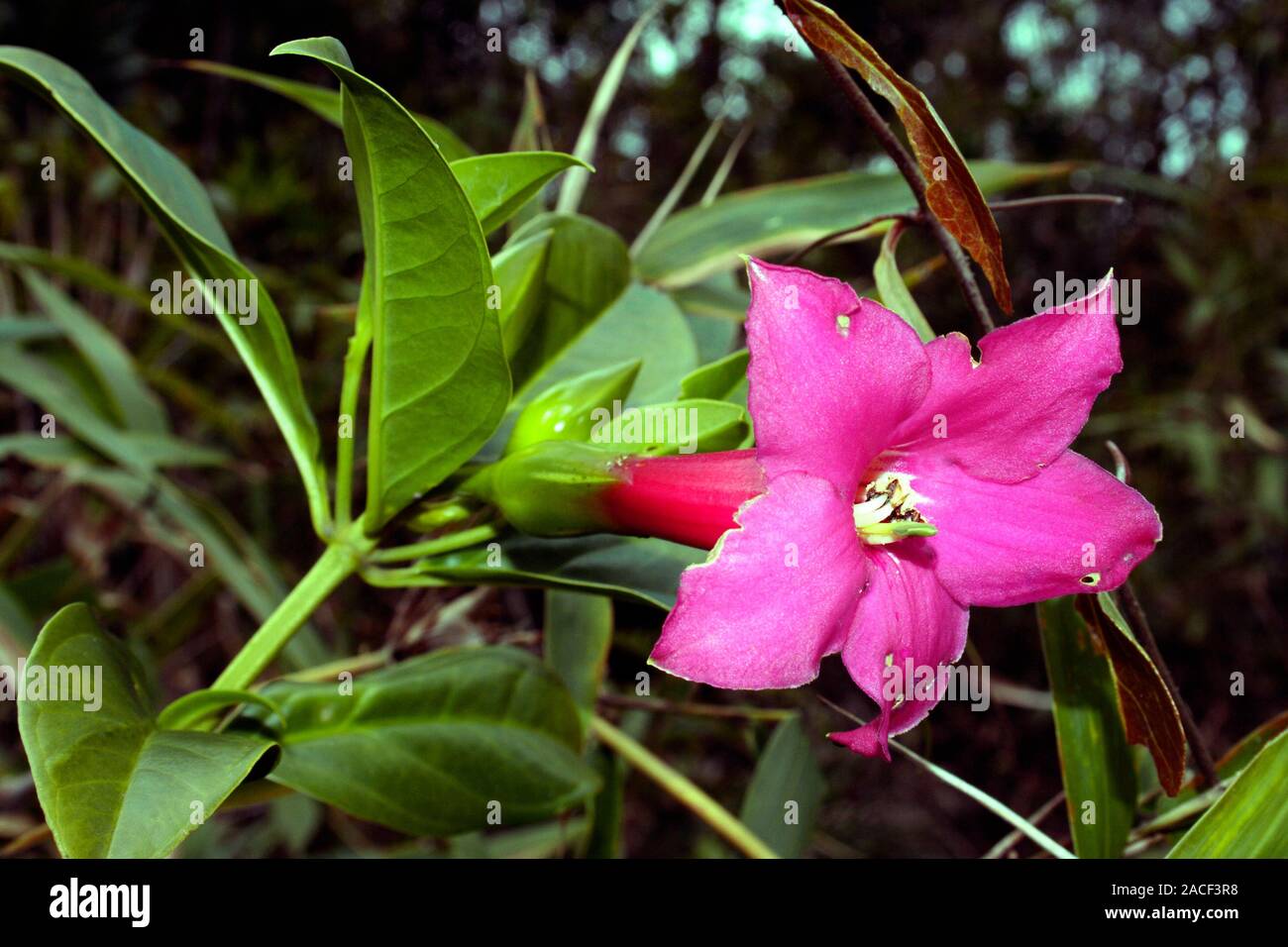 Tropical plant. Photographed in the rainforests of Ecuador Stock Photo ...