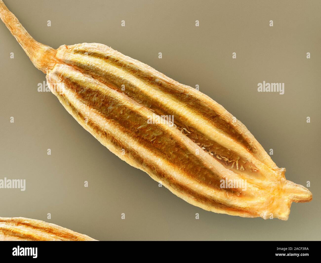 Cumin. Coloured scanning electron micrograph (SEM) of a dried cumin ...