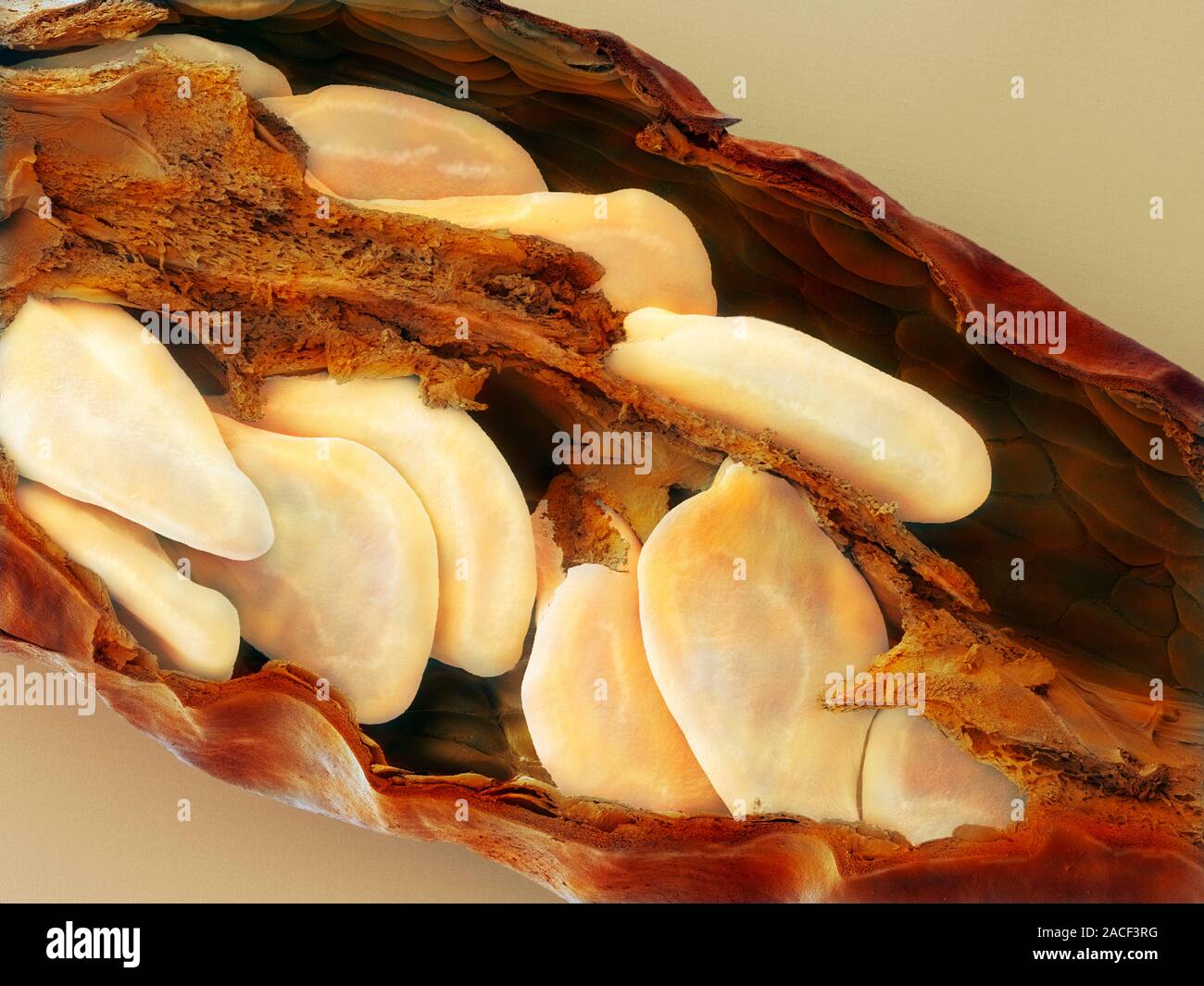 Bird's eye chilli. Coloured scanning electron micrograph of the open ...