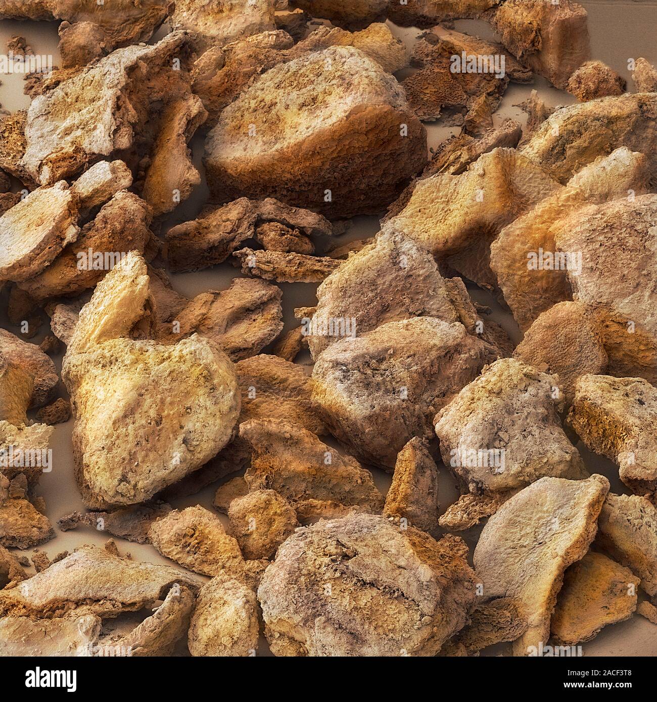 Ground black pepper. Coloured scanning electron micrograph (SEM) of ...