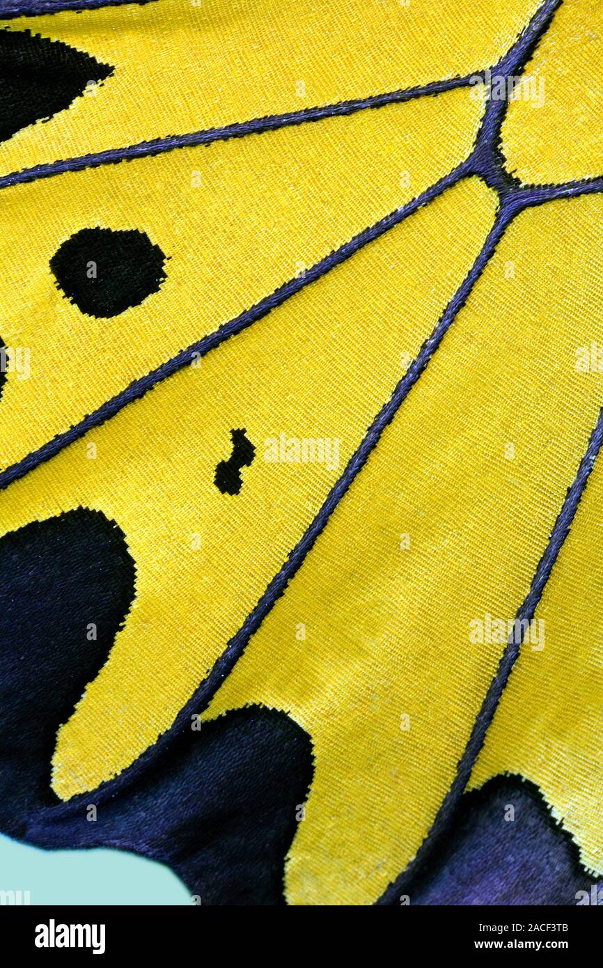 Butterfly wing. Close-up of the underside of the hind wing of a common ...