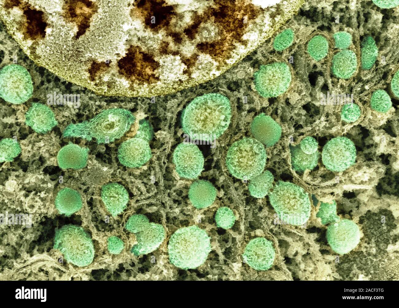 Cell organelles. Coloured scanning electron micrograph (SEM) of a ...