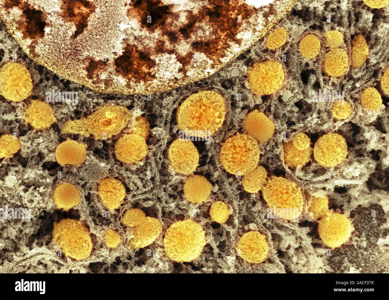 Cell organelles. Coloured scanning electron micrograph (SEM) of a ...