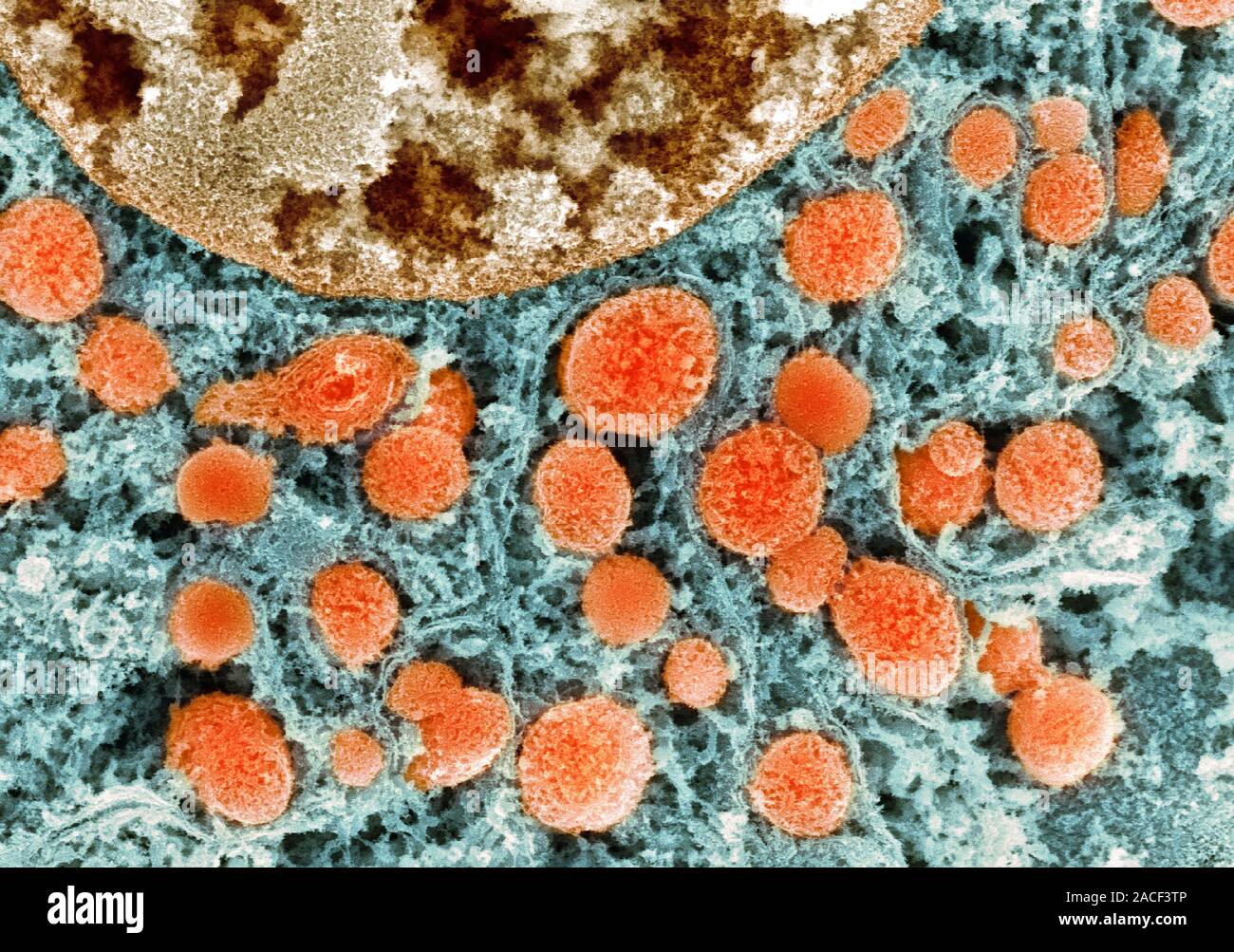 Cell organelles. Coloured scanning electron micrograph (SEM) of a ...