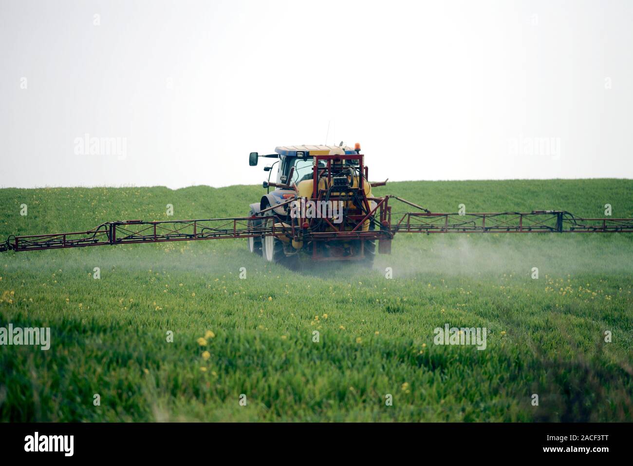 Crop spraying. Tractor spraying herbicide on a field of young wheat ...
