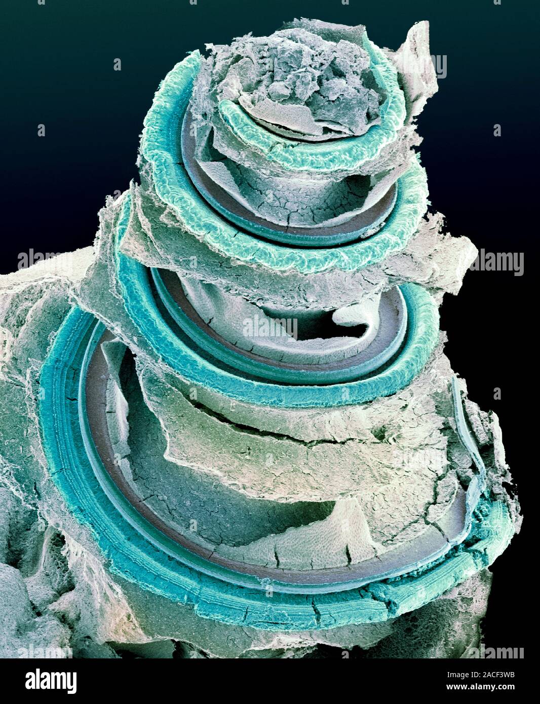 Organ of Corti. Coloured scanning electron micrograph (SEM) of the ...