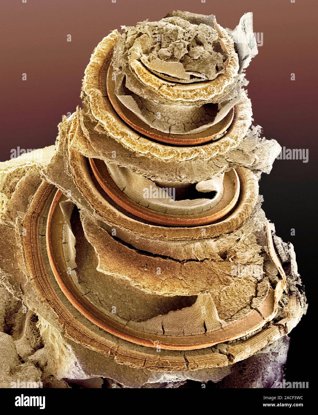 Organ of Corti. Coloured scanning electron micrograph (SEM) of the ...