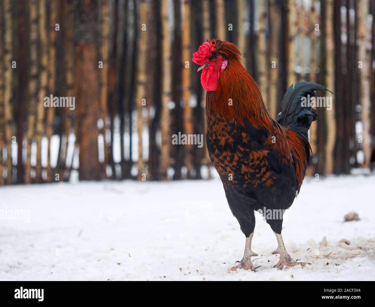 Portrait of a luxurious rooster with a red crest. Rare breed of chicken ...