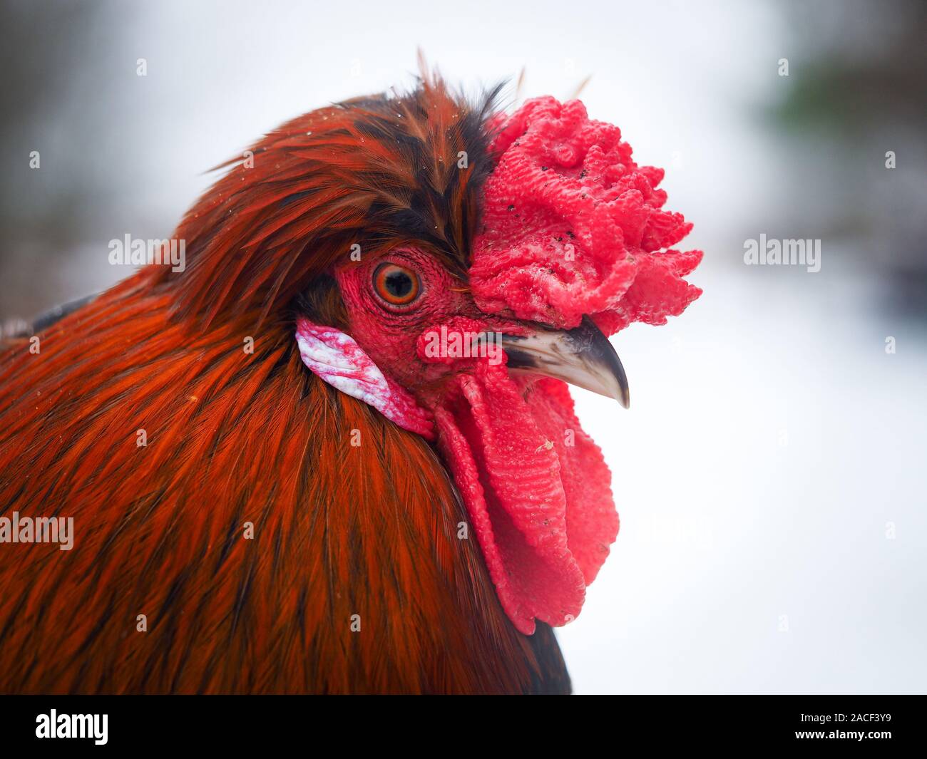 Portrait of a luxurious rooster with a red crest. Rare breed of chicken ...