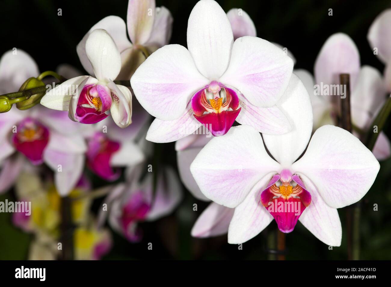 Moth orchid flowers (Phalaenopsis 'Flower Power' Stock Photo - Alamy