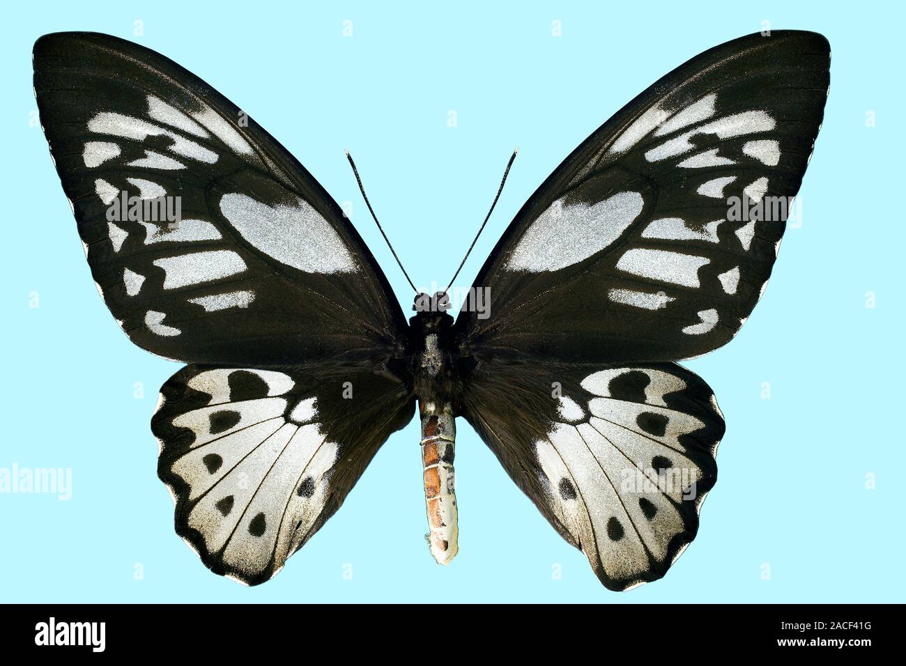 Female common green birdwing butterfly (Ornithoptera priamus poseidon ...