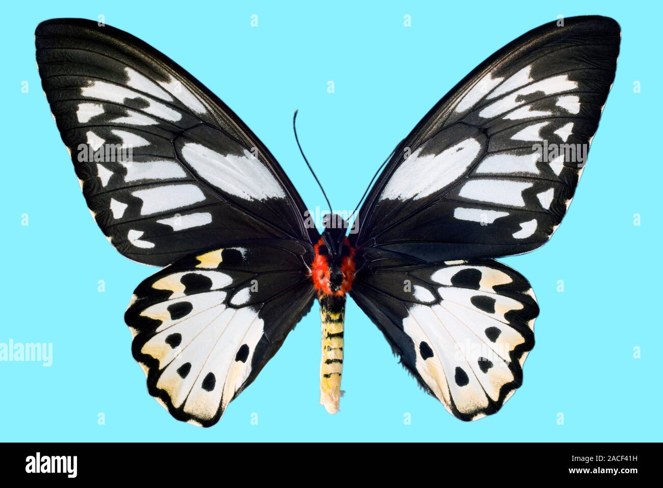 Female common green birdwing butterfly (Ornithoptera priamus poseidon ...