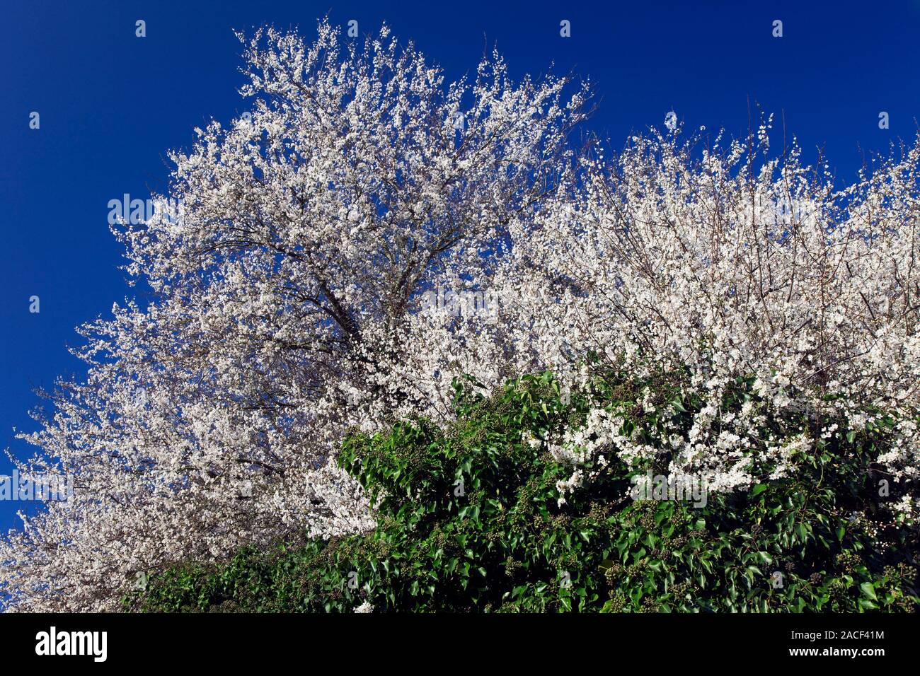 Cherry tree (Prunus sp.) in bloom Stock Photo - Alamy