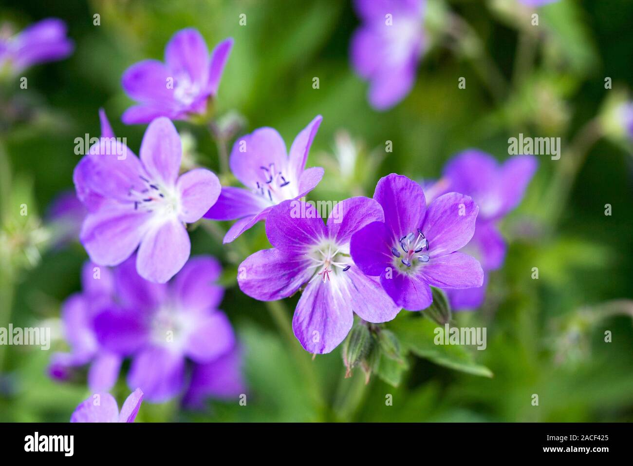 Geranium (Geranium sylvaticum 'Mayflower') flowers Stock Photo - Alamy