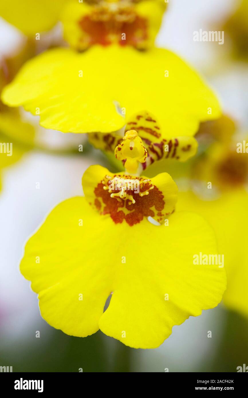 Oncidium orchid (Oncidium 'Gower Ramsey') flowers Stock Photo - Alamy
