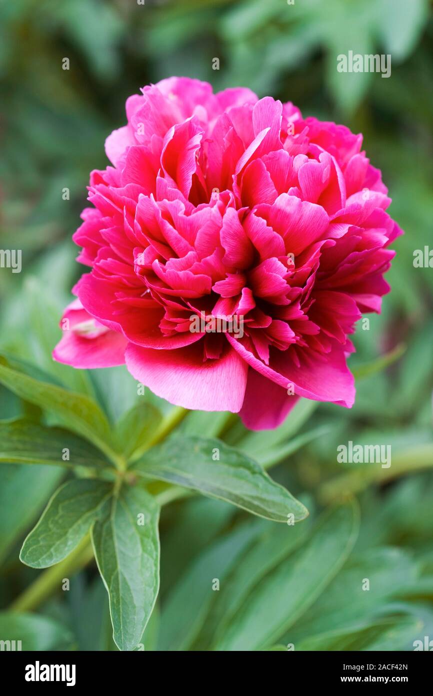 Common peony (Paeonia officinalis) flower Stock Photo - Alamy