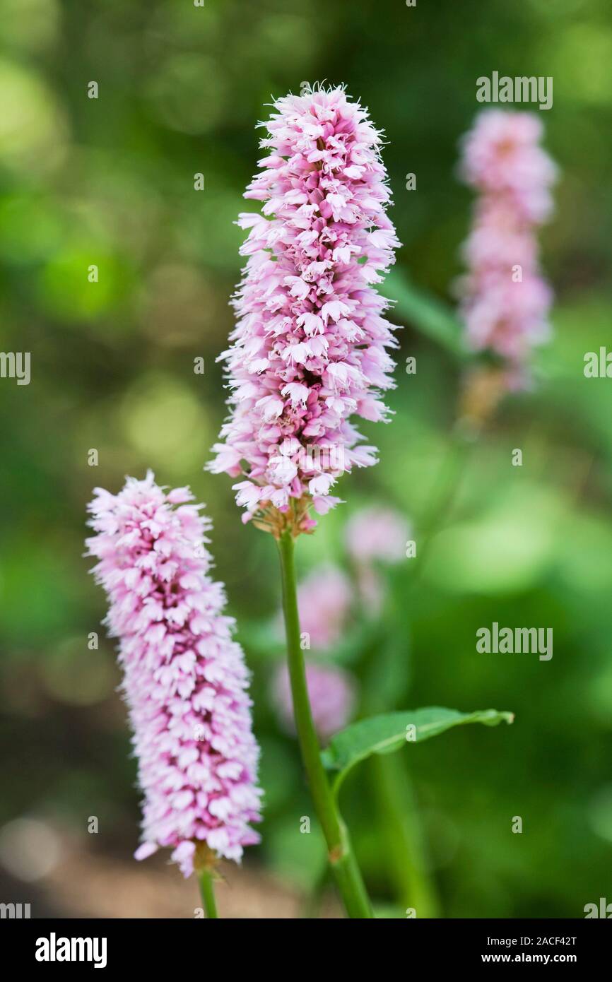 Common bistort (Persicaria bistorta) flowers Stock Photo - Alamy