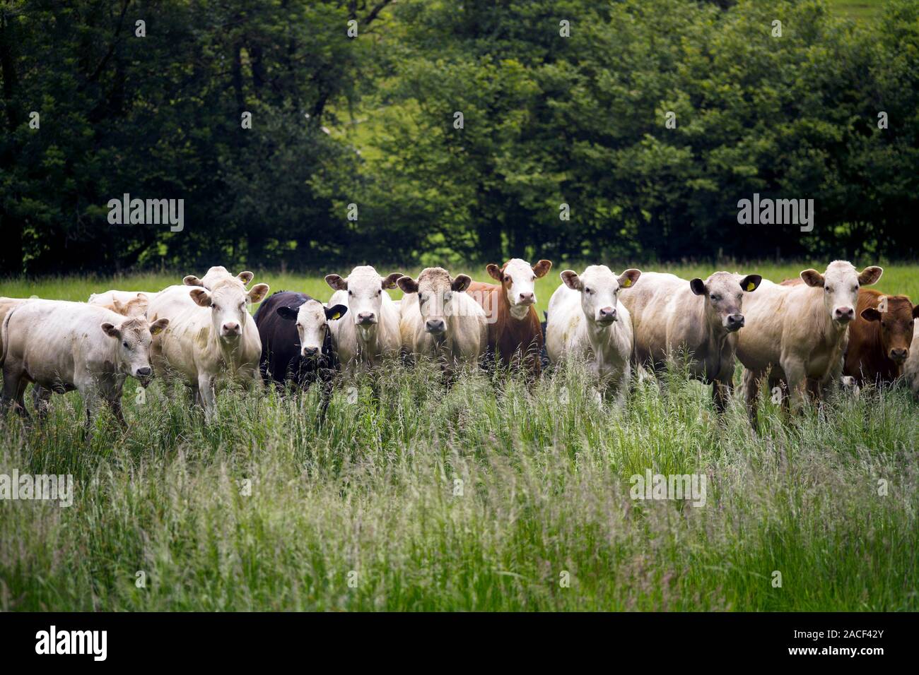 Cattle (Bos taurus) in a field Stock Photo - Alamy
