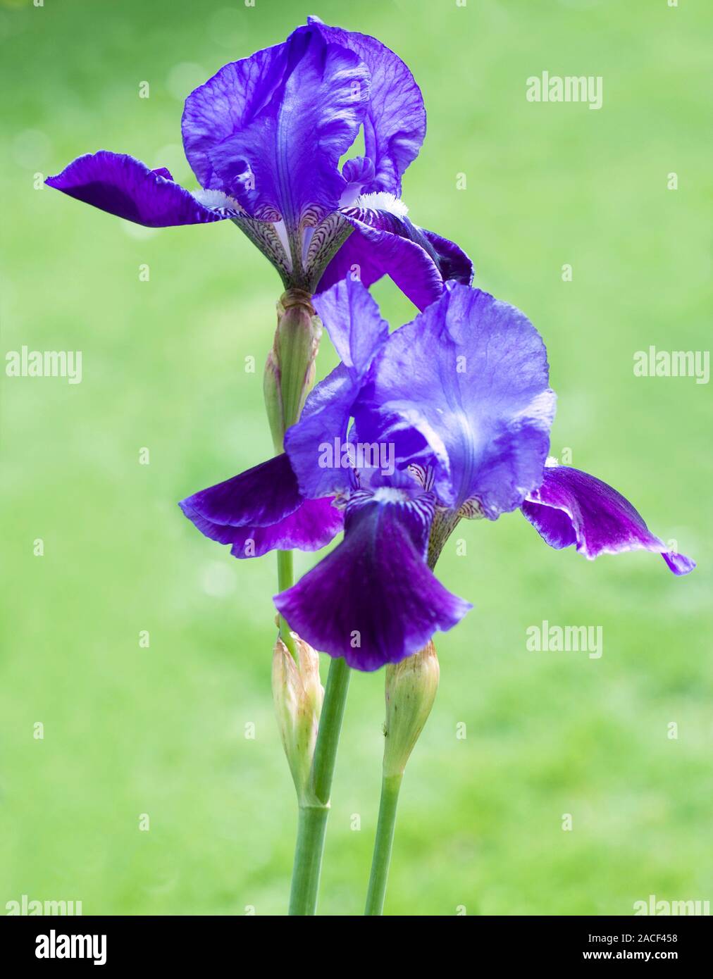 Iris flowers (Iris sp Stock Photo - Alamy
