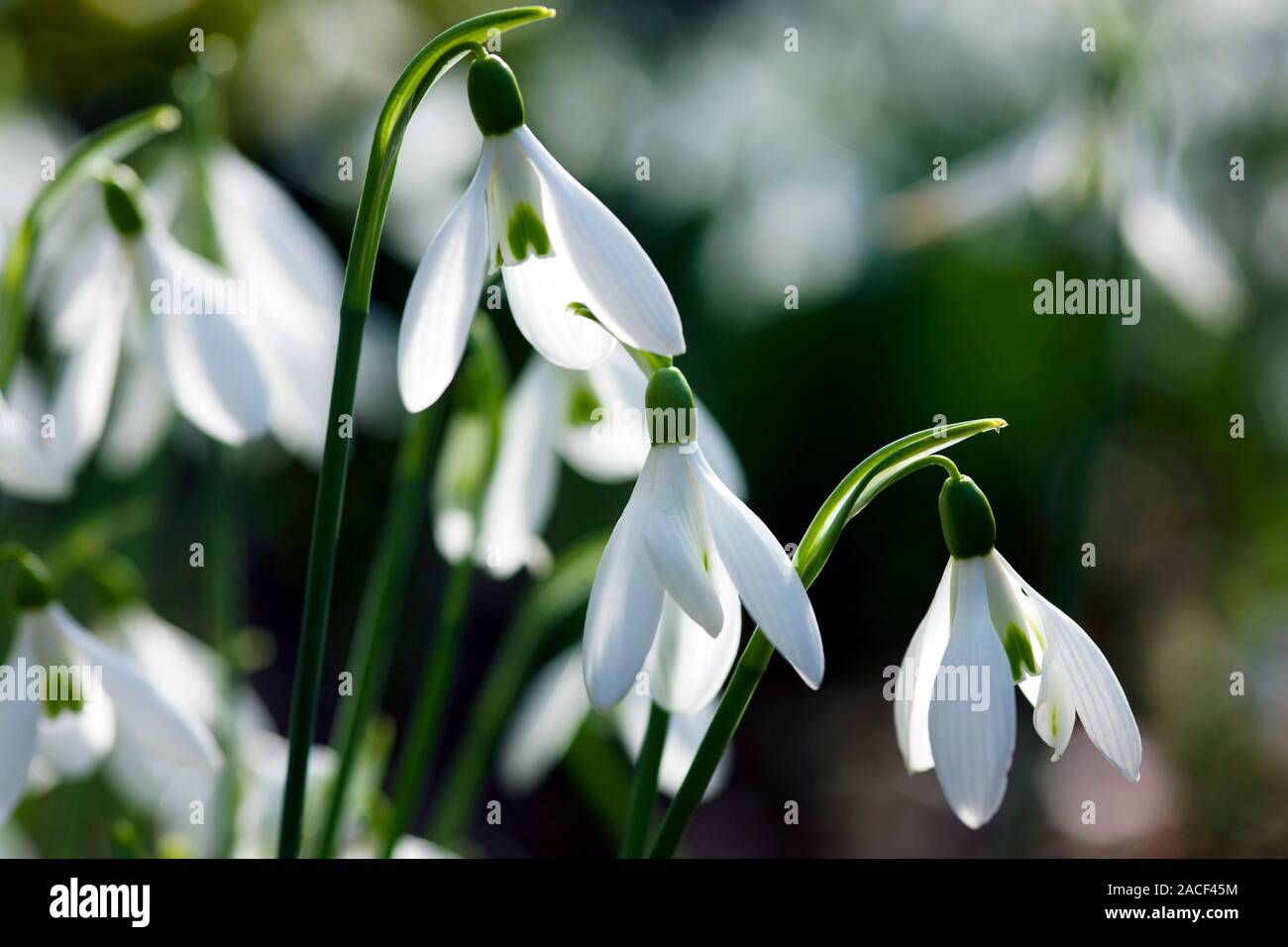 Snowdrop flowers (Galanthus sp Stock Photo - Alamy