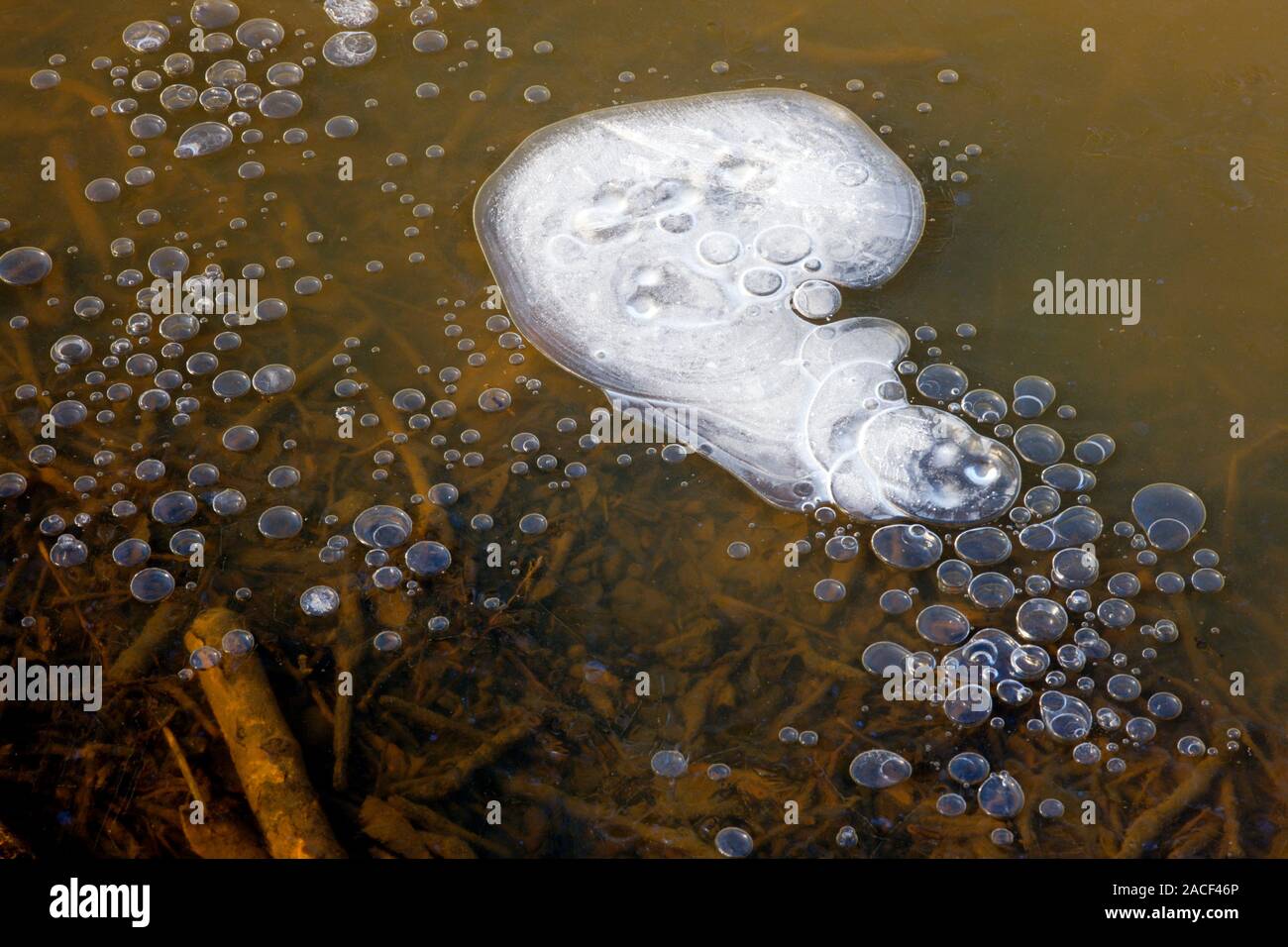 Methane bubbles trapped in a frozen pool. These are produced by ...