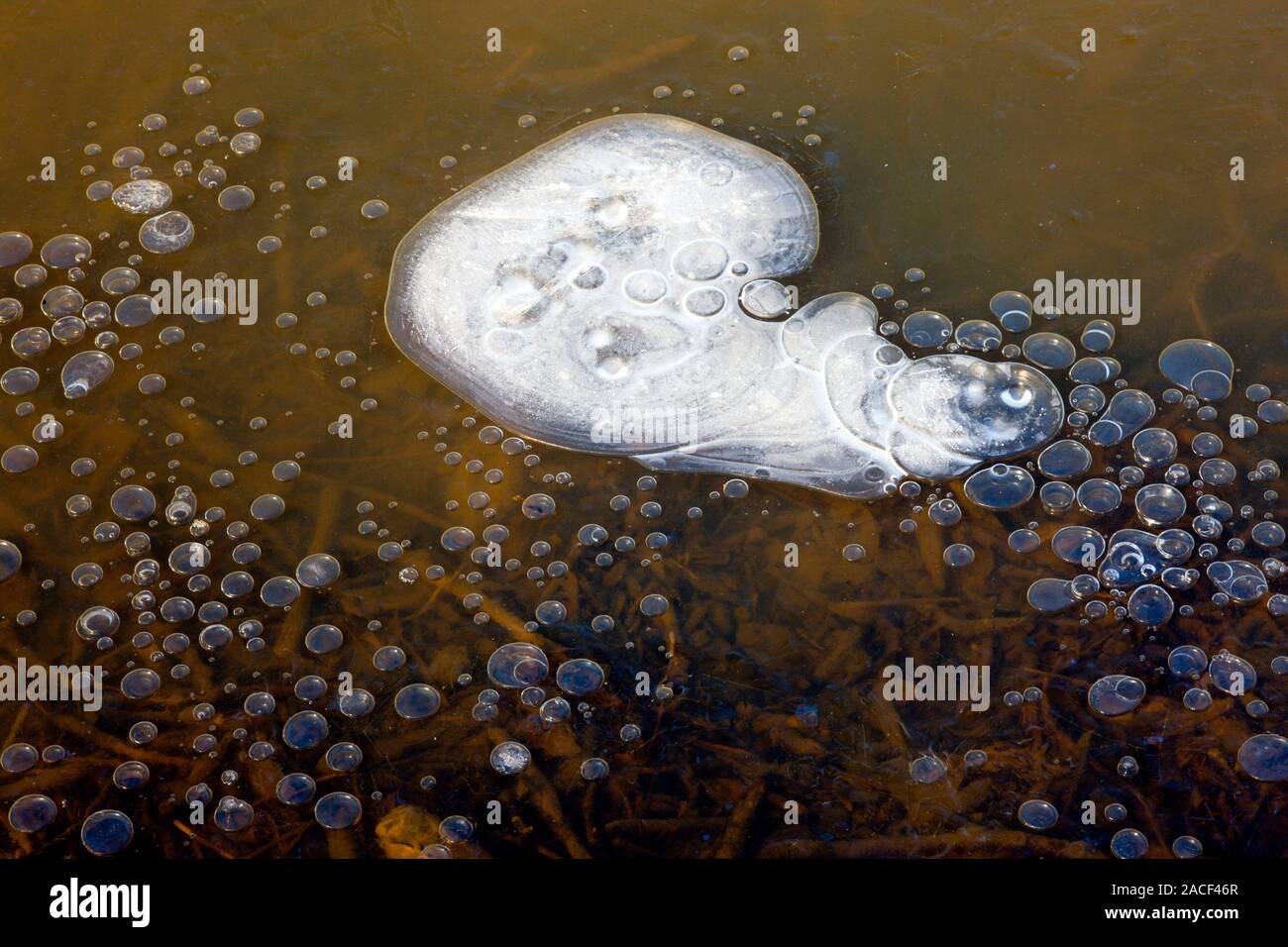 Methane bubbles trapped in a frozen pool. These are produced by ...