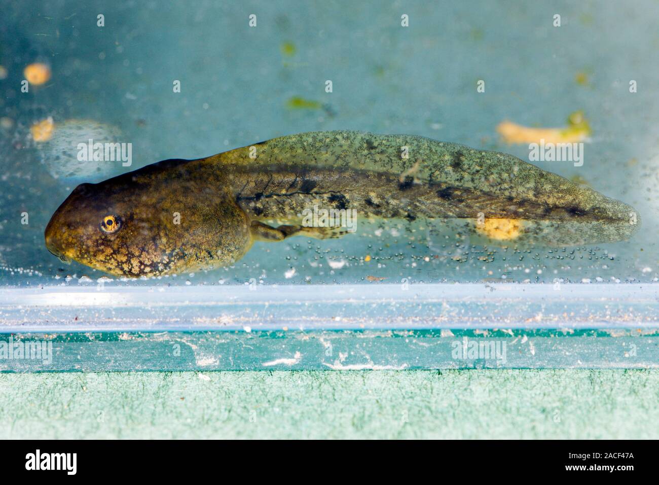 Young frog at 8 weeks. Tadpole of the common frog (Rana temporaria) in ...