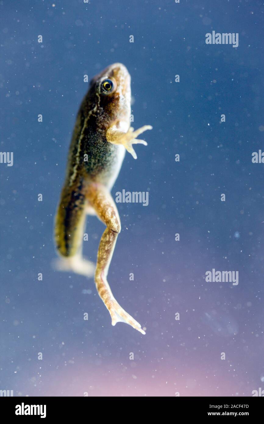 Young frog at 12 weeks. Tadpole of the common frog (Rana temporaria) in ...