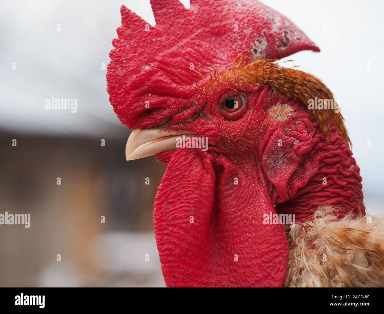 Portrait of a luxurious rooster with a red crest. Rare breed of chicken ...