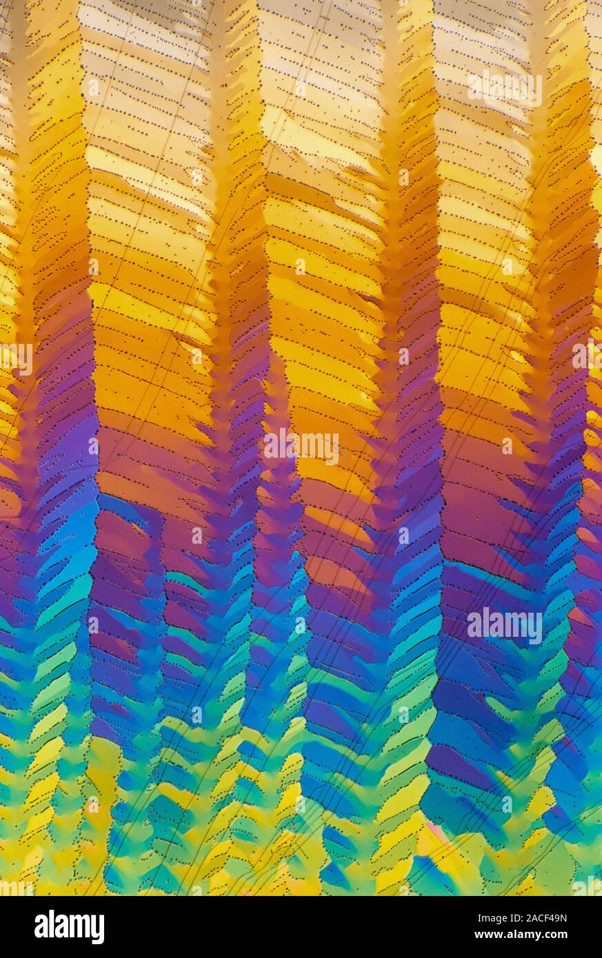 Caffeine crystals. Polarised light micrograph of crystals of caffeine ...