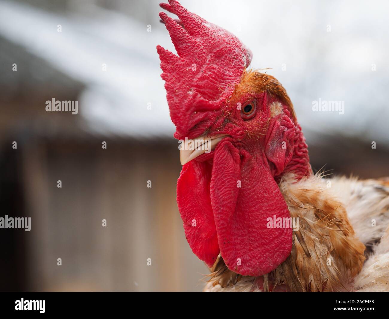 Portrait of a luxurious rooster with a red crest. Rare breed of chicken ...