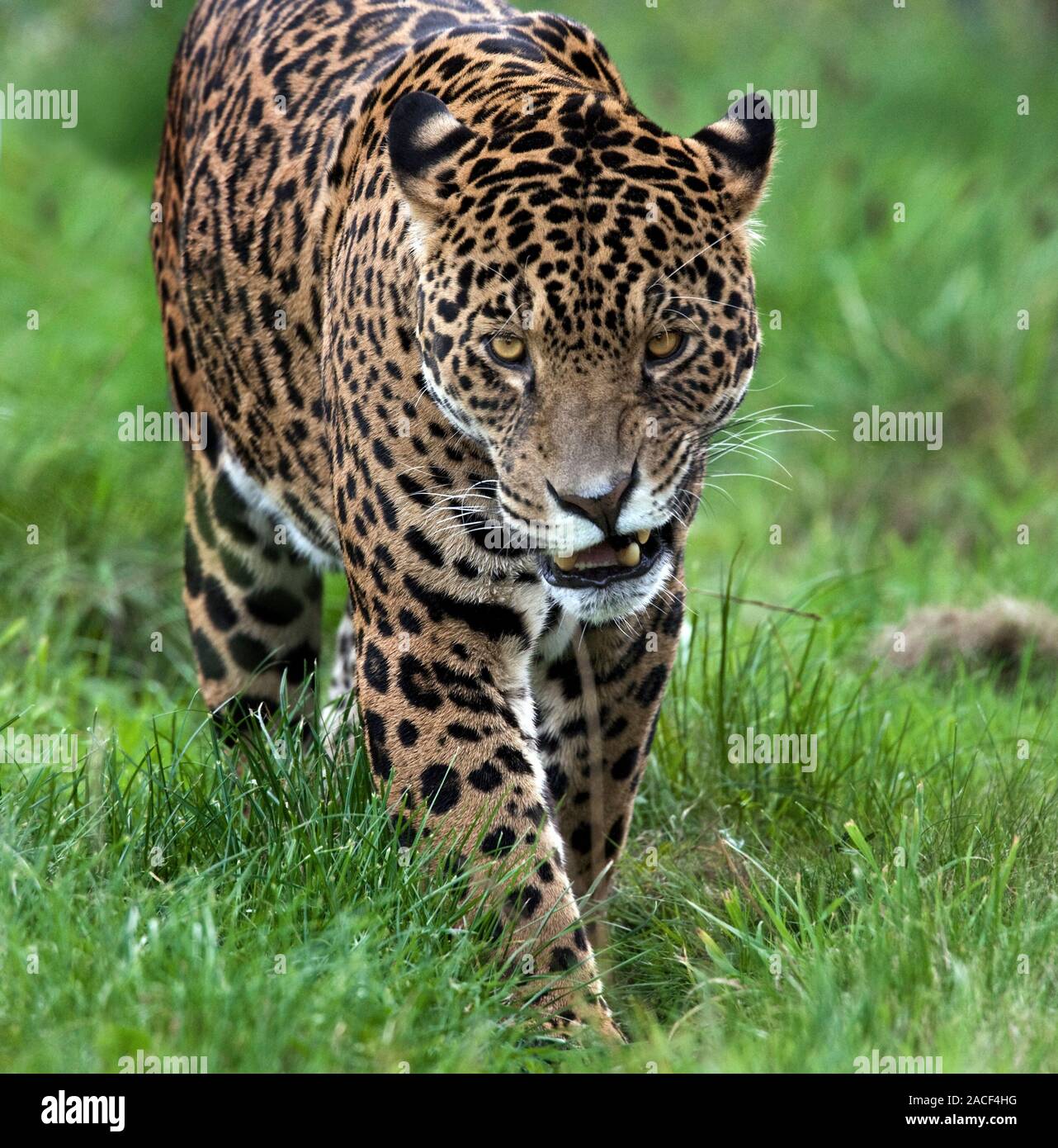 Jaguar Panthera Onca Animal Stunning Jaguar Panthera Onca Prowling