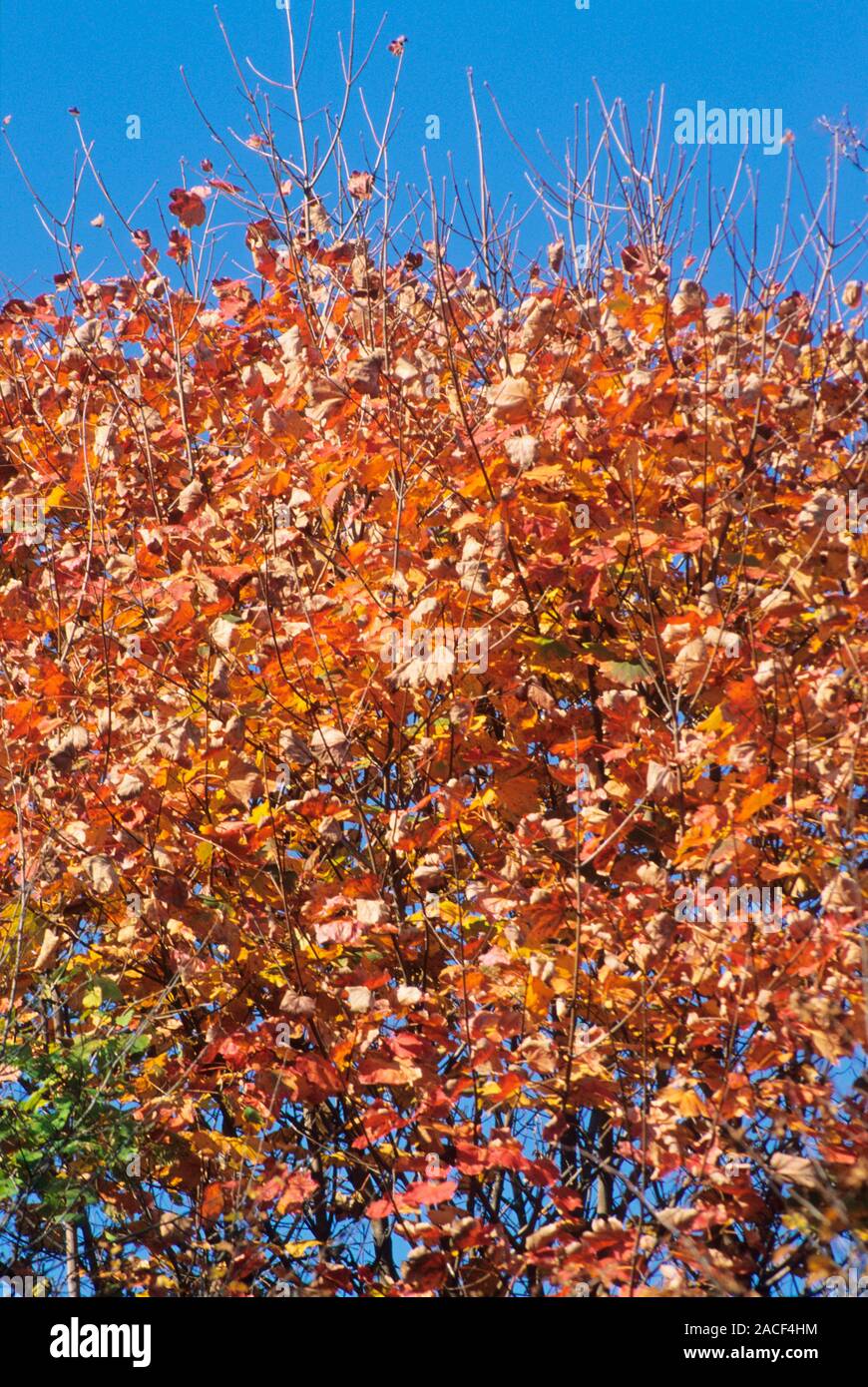 Maple tree (Acer obtusatum) foliage. Photographed in the Monti ...