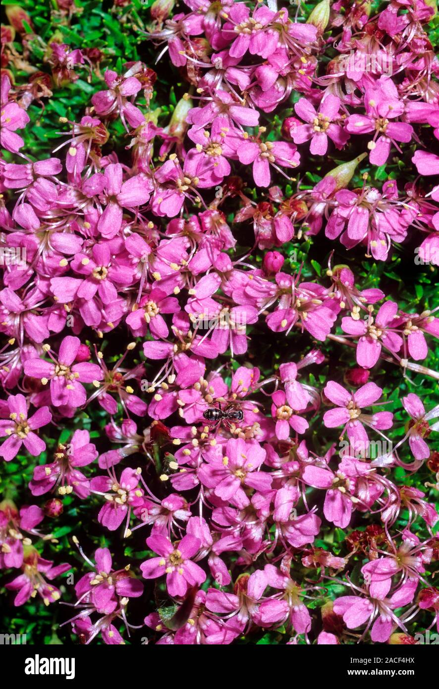 Moss campion (Silene acaulis cenisia) in flower. Photographed in the ...