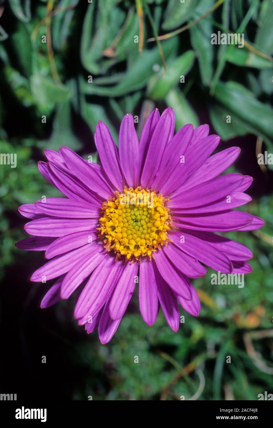 Alpine aster (Aster alpinus) flower. Photographed in Gran Sasso ...
