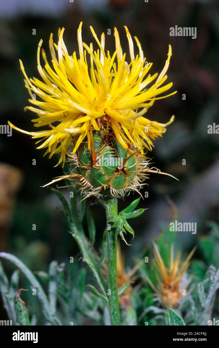 Cornflower (Centaurea rupestris ceratophylla) flower. Photographed in ...