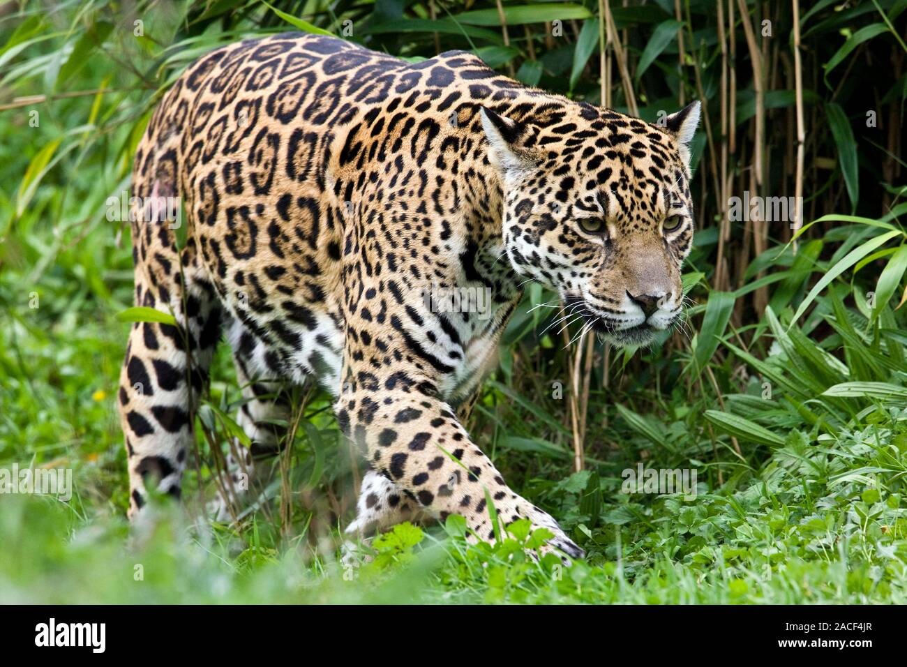 Jaguar (Panthera onca). The Jaguar is a solitary animal that inhabits ...